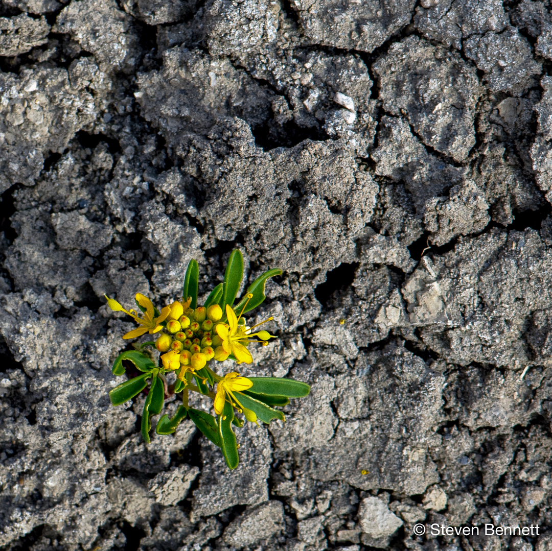 A Trifecta for Surviving and Thriving the Pandemic | Pandemic Lens